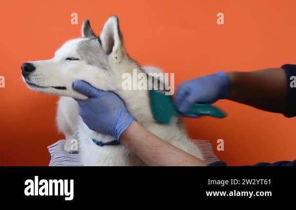 Groomer in a dog saloon combs a gray Husky breed dog by caring for six ...