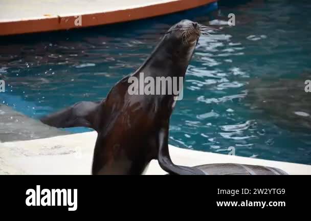 The madrid zoo aquarium Stock Videos & Footage - HD and 4K Video Clips ...