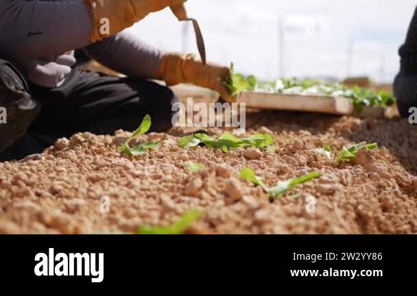 A farmer is planting cabbage seedlings in a field with traditional ...