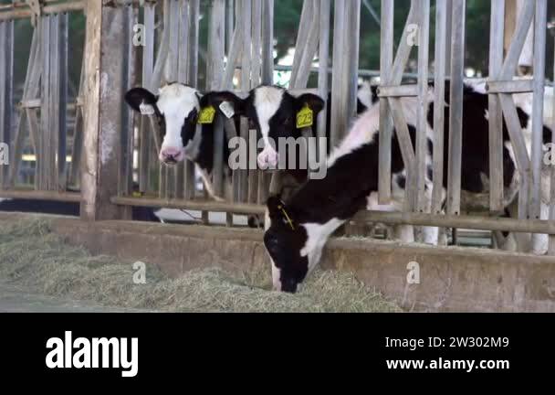 Milk cow on modern farm. Domestic animals in barn. Agricultural ...