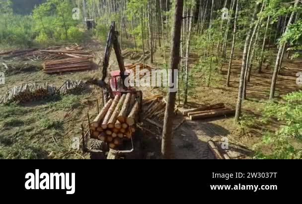 Timber loading, loading logs into a truck, timber processing, deforestation, timber loading with ...