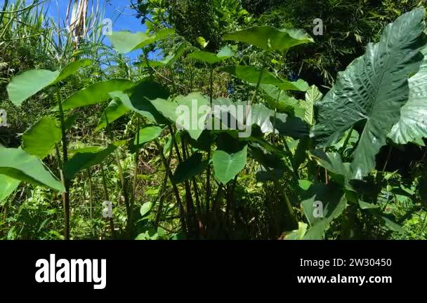 close up Taro leaves (Colocasia esculenta, talas) with natural ...