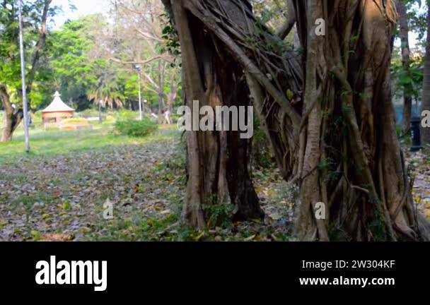 Banyan tree grove Stock Videos & Footage - HD and 4K Video Clips - Alamy