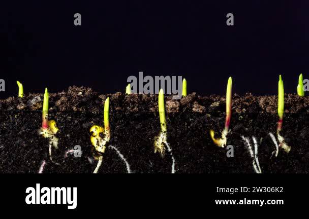 Macro Time lapse video of a bean seeds growing from the ground in soil ...