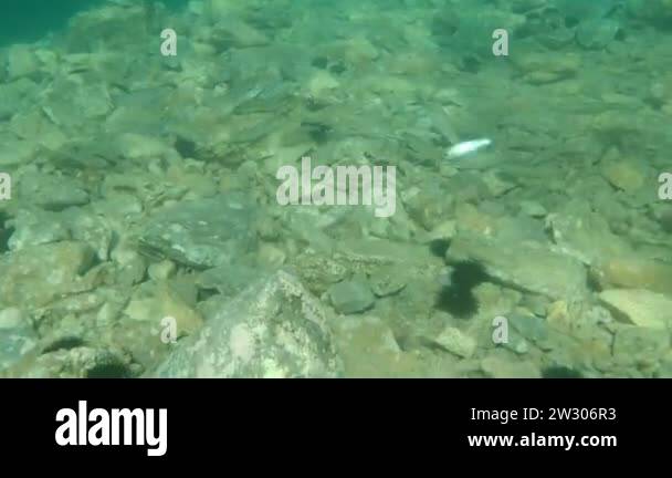 The flathead grey mullet, flathead mullet, striped mullet, black mullet, bully mullet, common ...