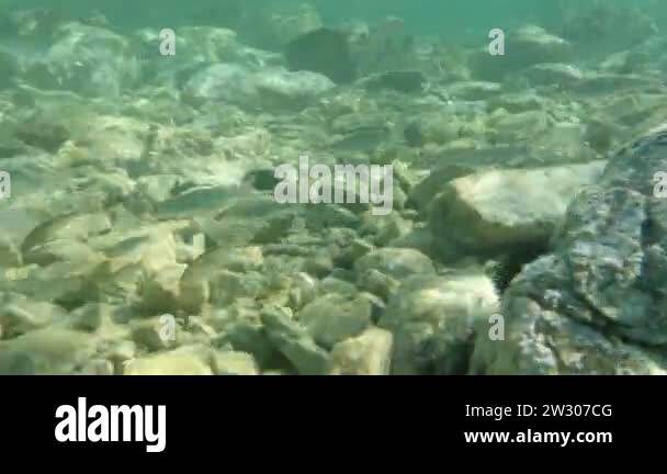 The flathead grey mullet, flathead mullet, striped mullet, black mullet ...