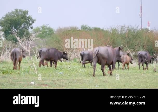 Buffalo group Stock Videos & Footage - HD and 4K Video Clips - Alamy