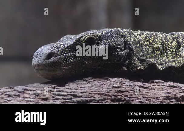 Crocodile monitor lizard Stock Videos & Footage - HD and 4K Video Clips ...