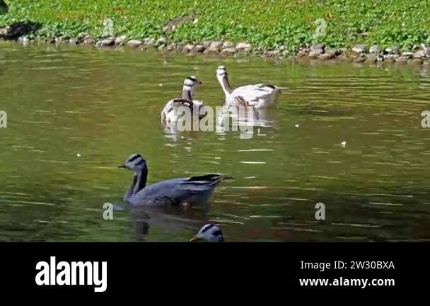 Bar-headed goose, Anser indicus is one of the world's highest flying ...