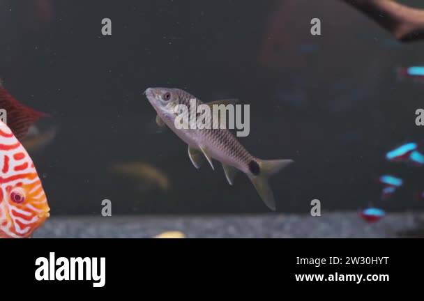 Crossocheilus reticulatus silver flying fox in fishtank Stock Video ...