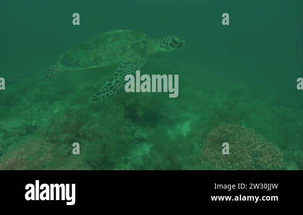 A hawksbill turtle Stock Videos & Footage - HD and 4K Video Clips - Alamy