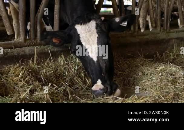 Milk cow feeding process on modern farm. Domestic animals eating hay in ...