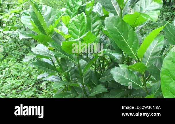 Ficus septica (awar-awar, bar-abar, ki ciyat, bobulutu, tagalolo, tobo ...