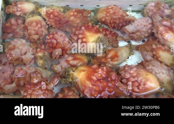 Sea pineapple Stock Videos & Footage - HD and 4K Video Clips - Alamy