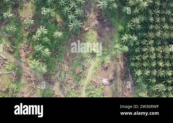 Land being cleared agriculture Stock Videos & Footage - HD and 4K Video ...