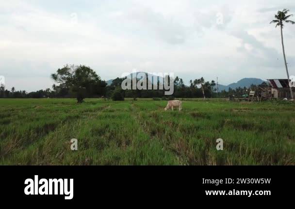 Paddy field cow Stock Videos & Footage - HD and 4K Video Clips - Alamy