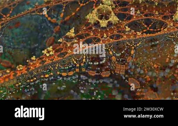 Generative art Stock Videos & Footage - HD and 4K Video Clips - Alamy