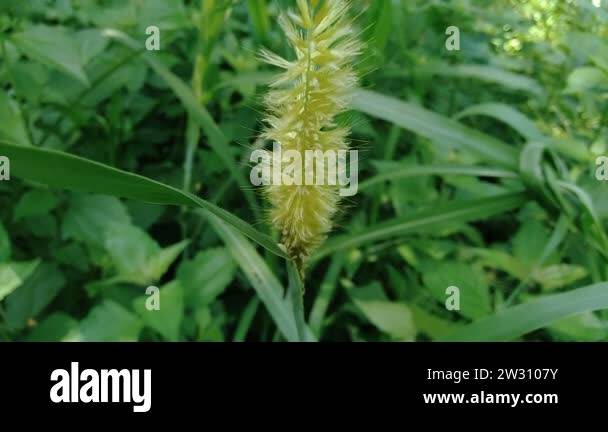 Close up Pennisetum purpureum (Cenchrus purpureus Schumach, Napier ...