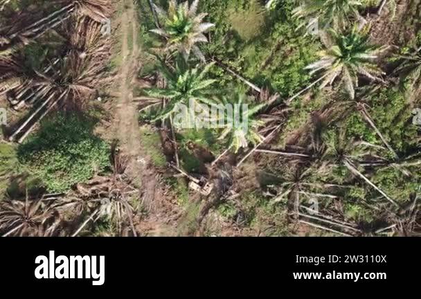 Commercial plantations Stock Videos & Footage - HD and 4K Video Clips - Alamy