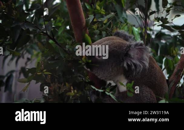 Slow Motion of a cute koala eating green leafs of eucalyptus tree in a ...