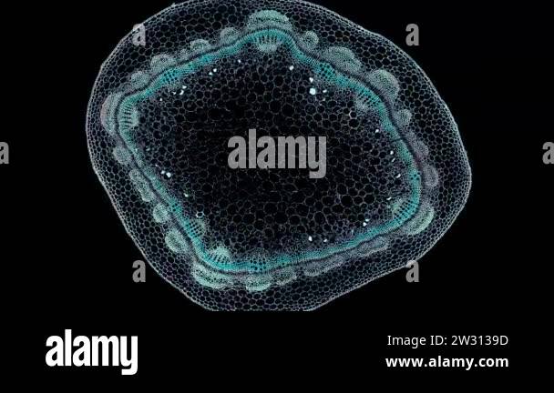 peanut stem - cross section cut under the microscope microscopic view ...