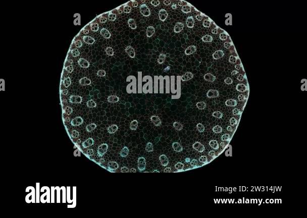 monocotyledon stem - cross section cut under the microscope microscopic ... monocotyledon stem - cross section cut under the microscope microscopic ...