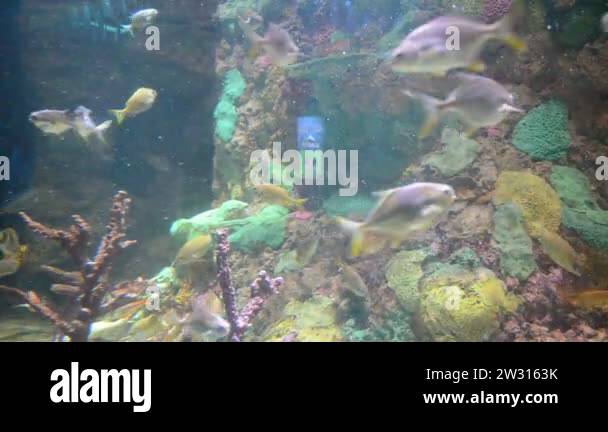 Fishes in an aquarium. Colourful background in Florida. Orlando, USA ...