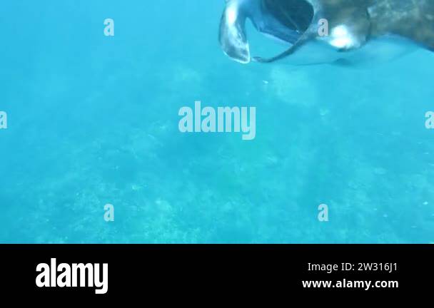 Top view manta ray and freediver under Mobula birostris. Giant oceanic ...