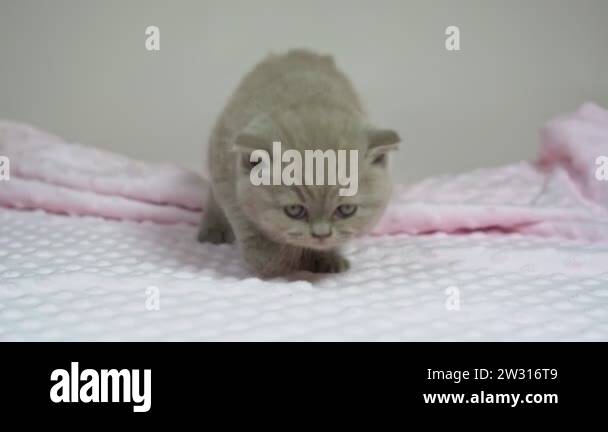Cats screaming Stock Videos & Footage - HD and 4K Video Clips - Alamy