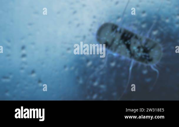 3d e coli bacteria Stock Videos & Footage - HD and 4K Video Clips - Alamy