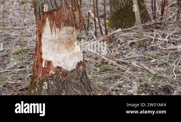 Tree cut in half Stock Videos & Footage - HD and 4K Video Clips - Alamy
