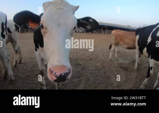 4K, cow in the barn of a dairy farm. Cattle of Holstein cows ...