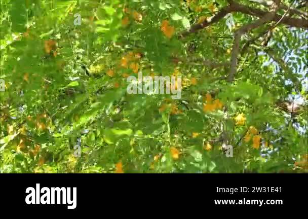 blossoms and flowers on Tipuana tipu tree in full bloom on very windy ...