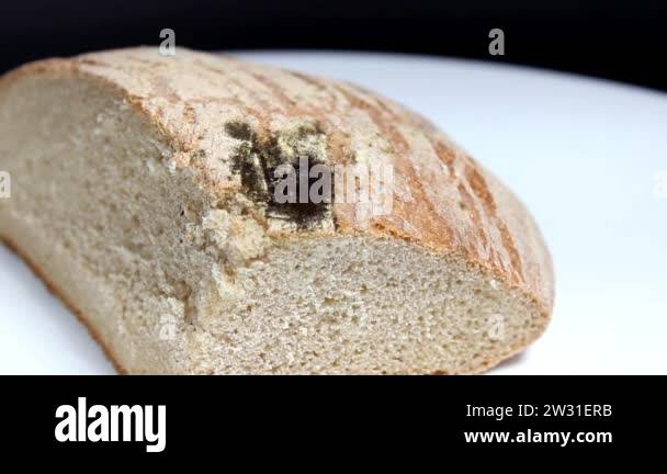 Bad moulds Stock Videos & Footage - HD and 4K Video Clips - Alamy