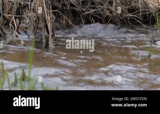 Artesian spring basin Stock Videos & Footage - HD and 4K Video Clips ...