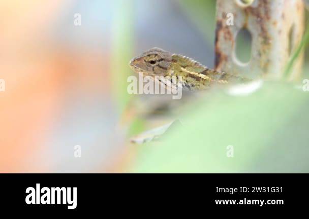 chameleon lizards are brown with black striped rough skin that is ...