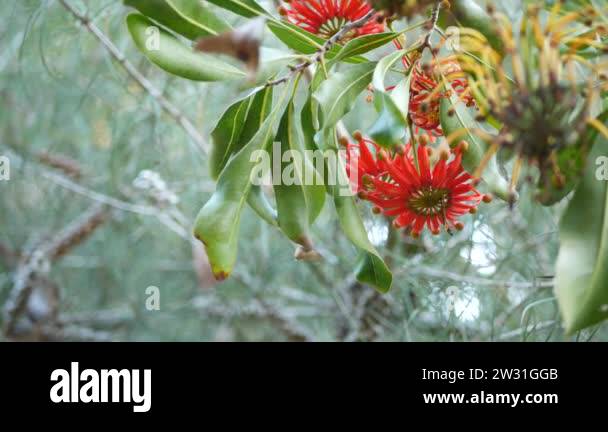 Firewheel tree red flowers, California USA. Australian white beefwood ...
