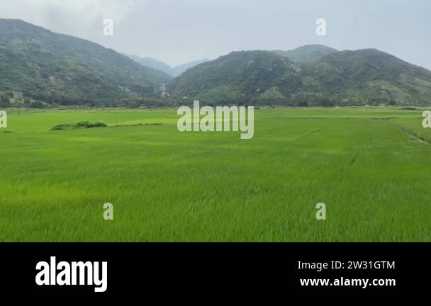 Rice paddy terrain Stock Videos & Footage - HD and 4K Video Clips - Alamy