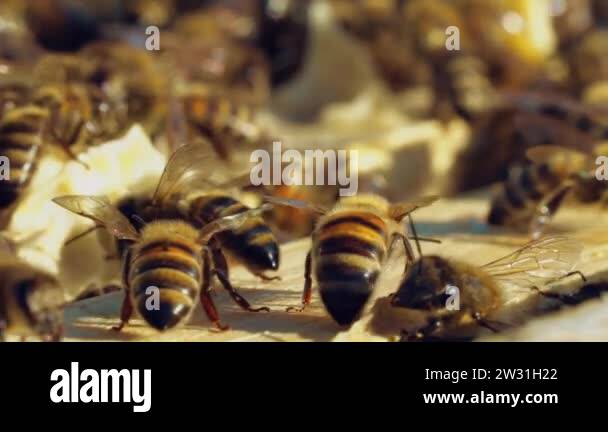 Unusual insects Stock Videos & Footage - HD and 4K Video Clips - Alamy