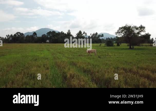 Cow paddy Stock Videos & Footage - HD and 4K Video Clips - Alamy