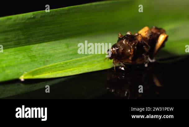 Caddis worm case Stock Videos & Footage - HD and 4K Video Clips - Alamy