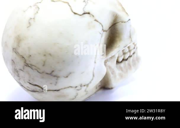 Reproduction of a human skull while smiling and spinning on itself ...