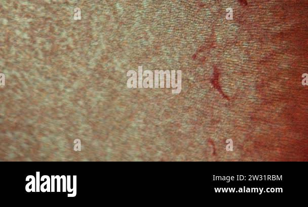 Tooth crown with enamel in cross section under the microscope 100x ...