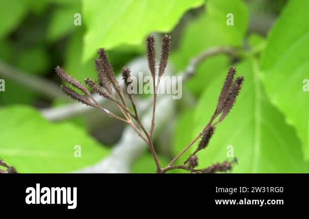 Hooked seeds Stock Videos & Footage - HD and 4K Video Clips - Alamy