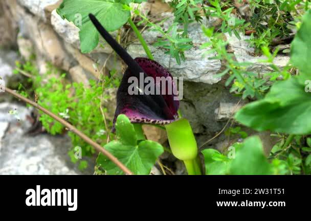 Stink lily Stock Videos & Footage - HD and 4K Video Clips - Alamy