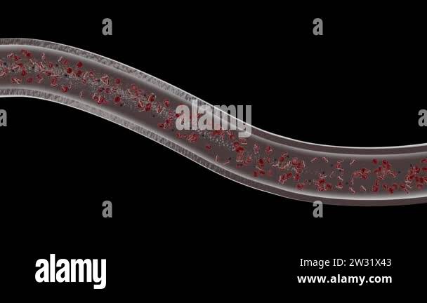 Blood vessel with blood flow inside with corona virus and red blood ...