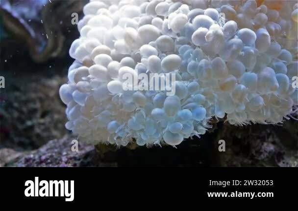 White polyps Stock Videos & Footage - HD and 4K Video Clips - Alamy