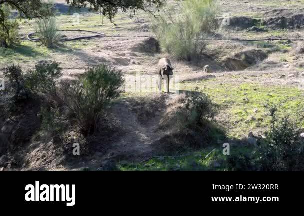 4K, Black Iberian pigs grazing through the oak trees in grassland ...