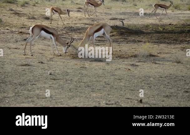Springboks fighting Stock Videos & Footage - HD and 4K Video Clips - Alamy