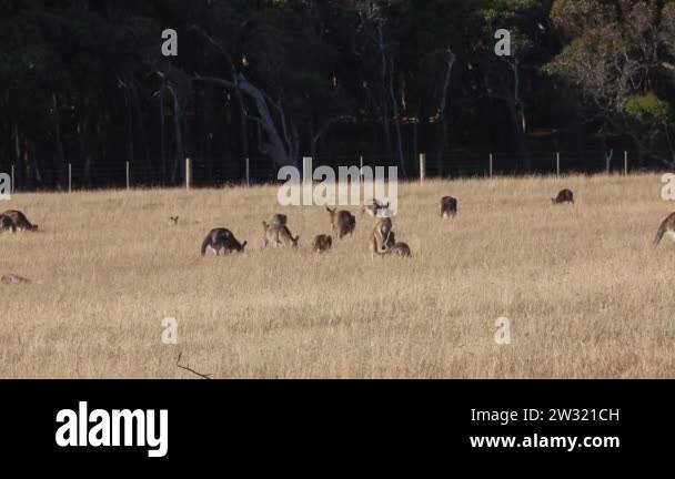 Animals of australia Stock Videos & Footage - HD and 4K Video Clips - Alamy